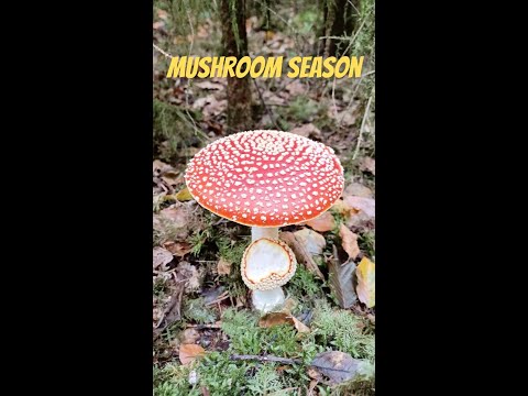 Toadstool and more | Mushroom Season