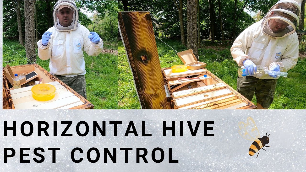 Horizontal Hive Update - 4K