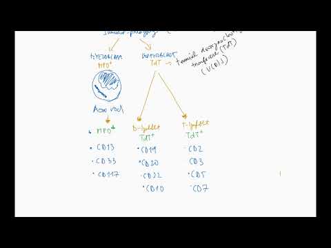 Immunophenotyping in acute leukemia EN4 (MPO, TdT, CD markers, mutation classes, CML, Hodgkin Clues)