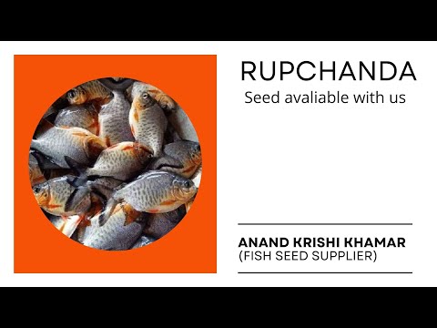 Rupchanda Fish Seed - Wholesale Price & Mandi Rate for Rupchanda seed ...