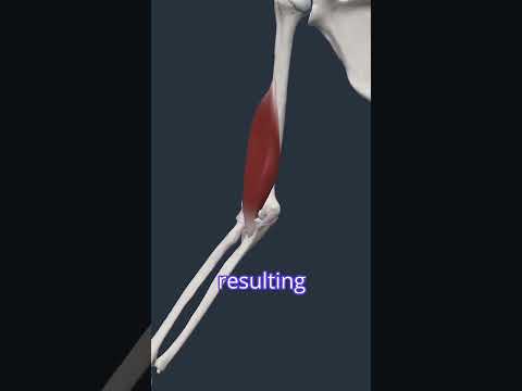Muscle Origin & Insertion Explained