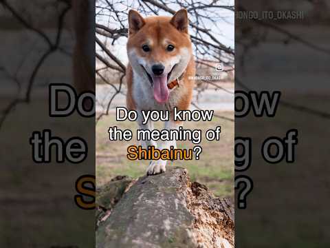 What is the meaning of shibainu? #learnjapanese #shiba #akita