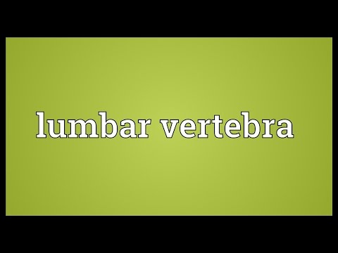 Lumbar vertebra Meaning