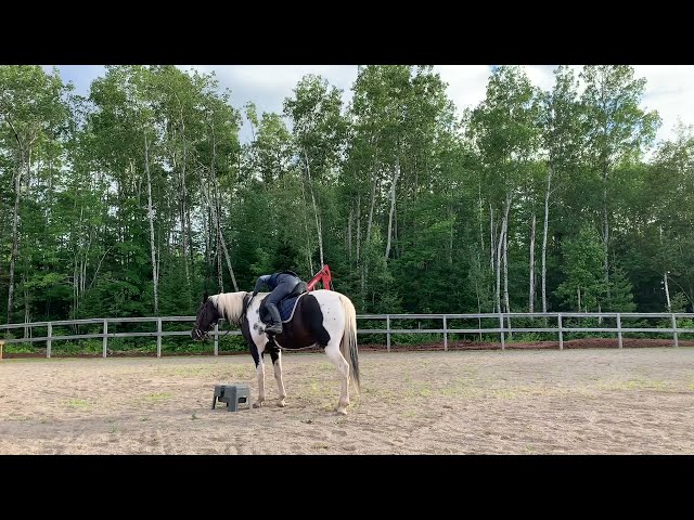 10 year old gelding for sale, broke english/western | Horses & Ponies ...