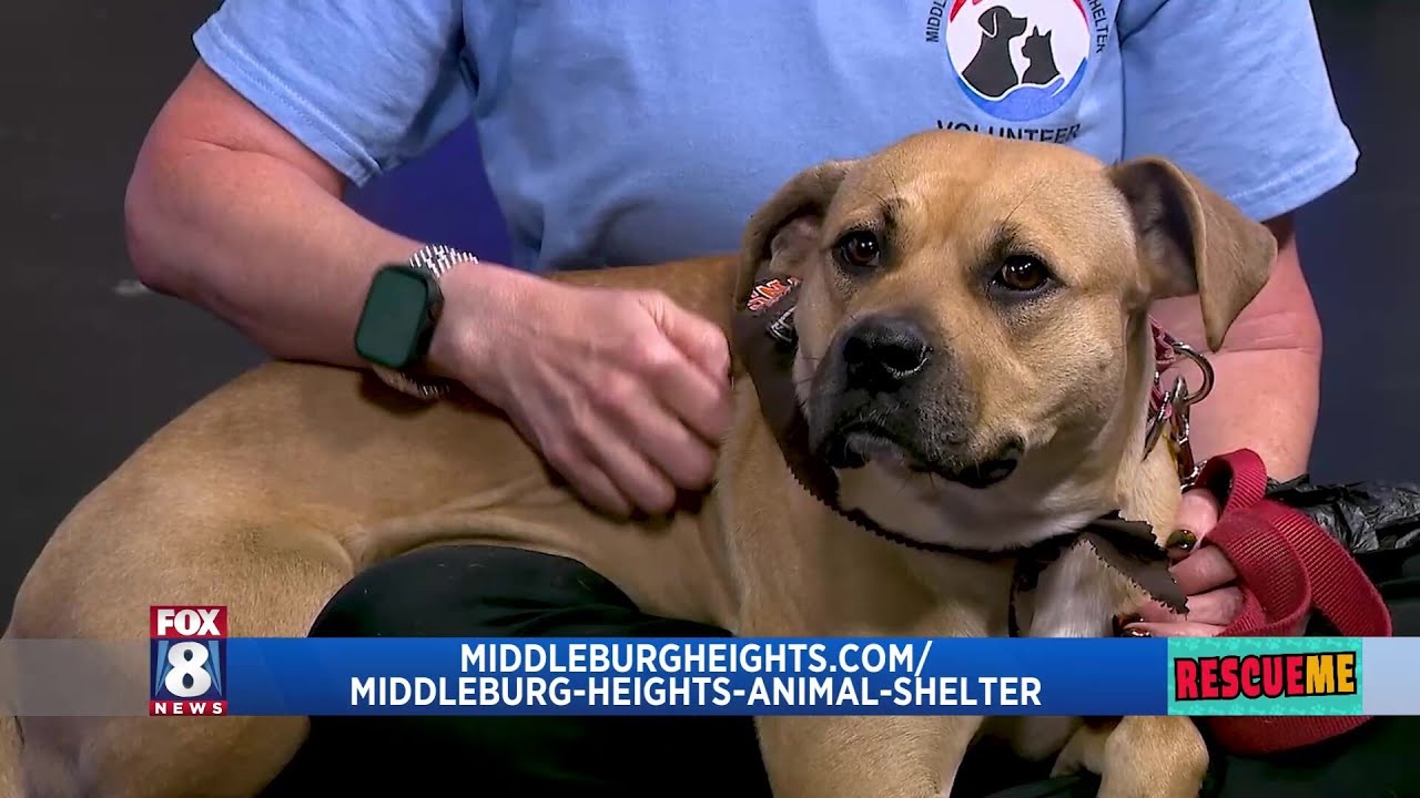 Rescue Me with Middleburg Heights Animal Shelter
