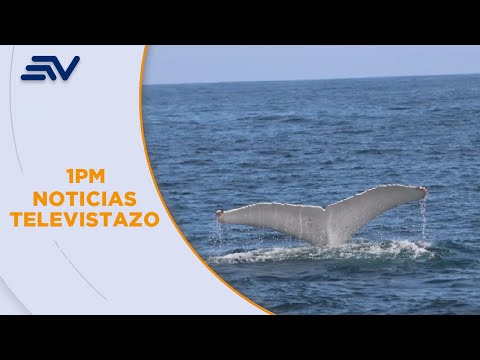 Primer avistamiento de una ballena blanca en Ecuador | Televistazo | Ecuavisa