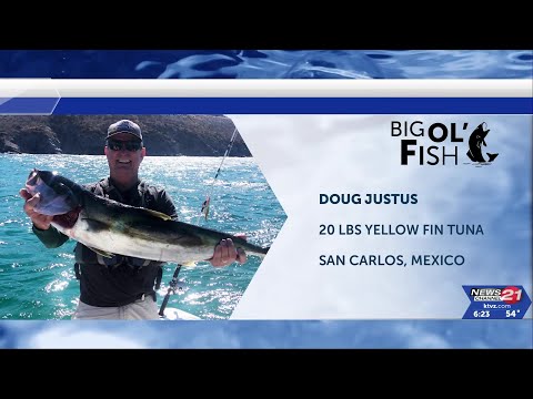 Big Ol' Fish: Trout and tuna to display