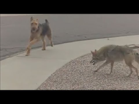 Is it safe for a dog to play with a wild coyote?