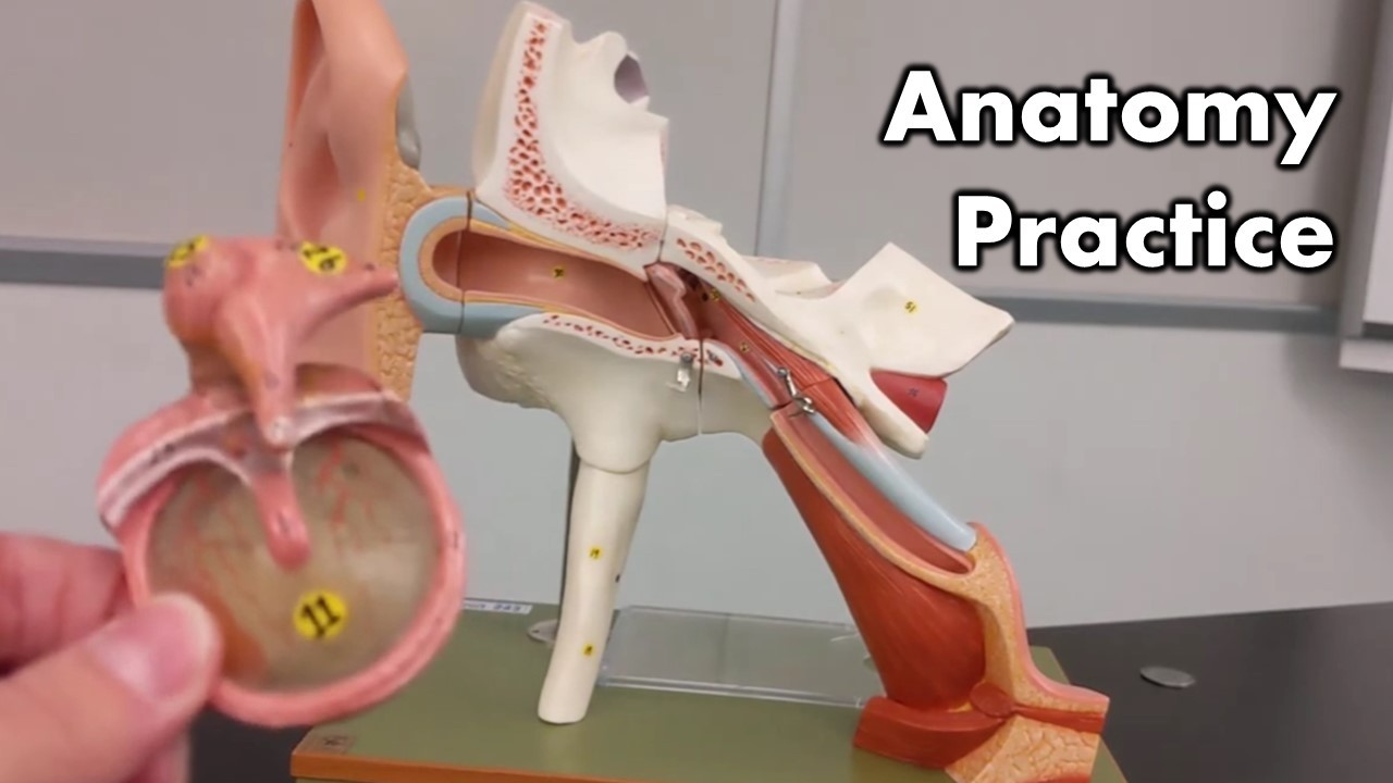 Ear Anatomy | Review and Quiz