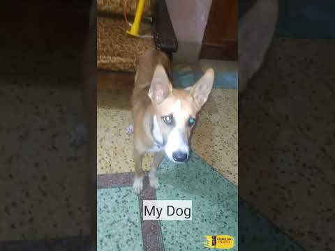 Indian dog vs other dogs | Adopt stray dogs