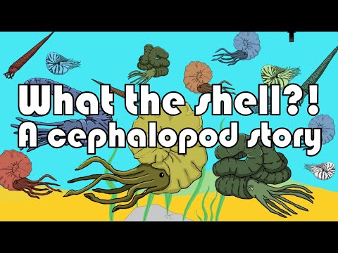 What the Shell?!? - A cephalopod story