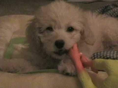 Chicken Gets Beat Up from the Feet Up | Team Sascha