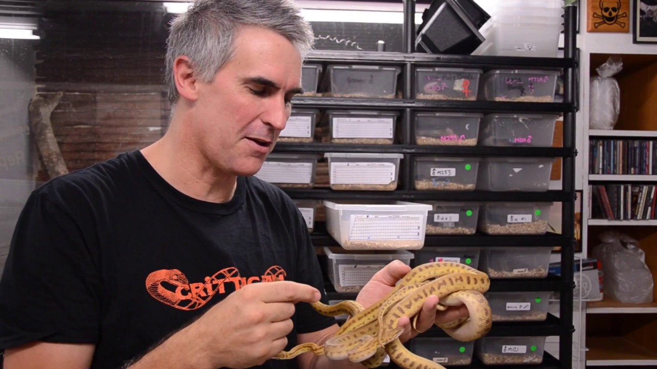 The Complete Stimson Python - CrittaCam