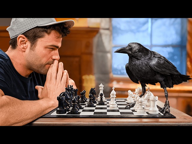 Testing The Intelligence of Crows: A Scientific Challenge | Galaxy