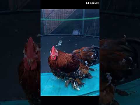 3,2,1 CHICKENS