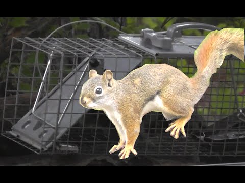 How to catch a Squirrel - SUCCESSFULLY