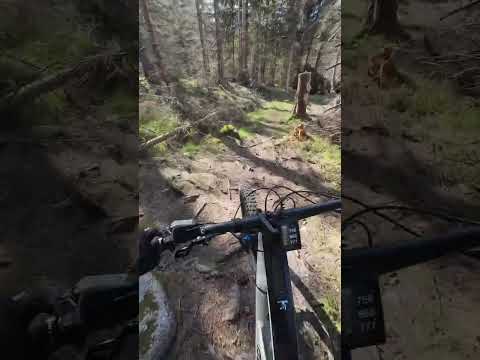 Mountenbike Trails Ilsenburg Harz - - Radon Deft 9.0