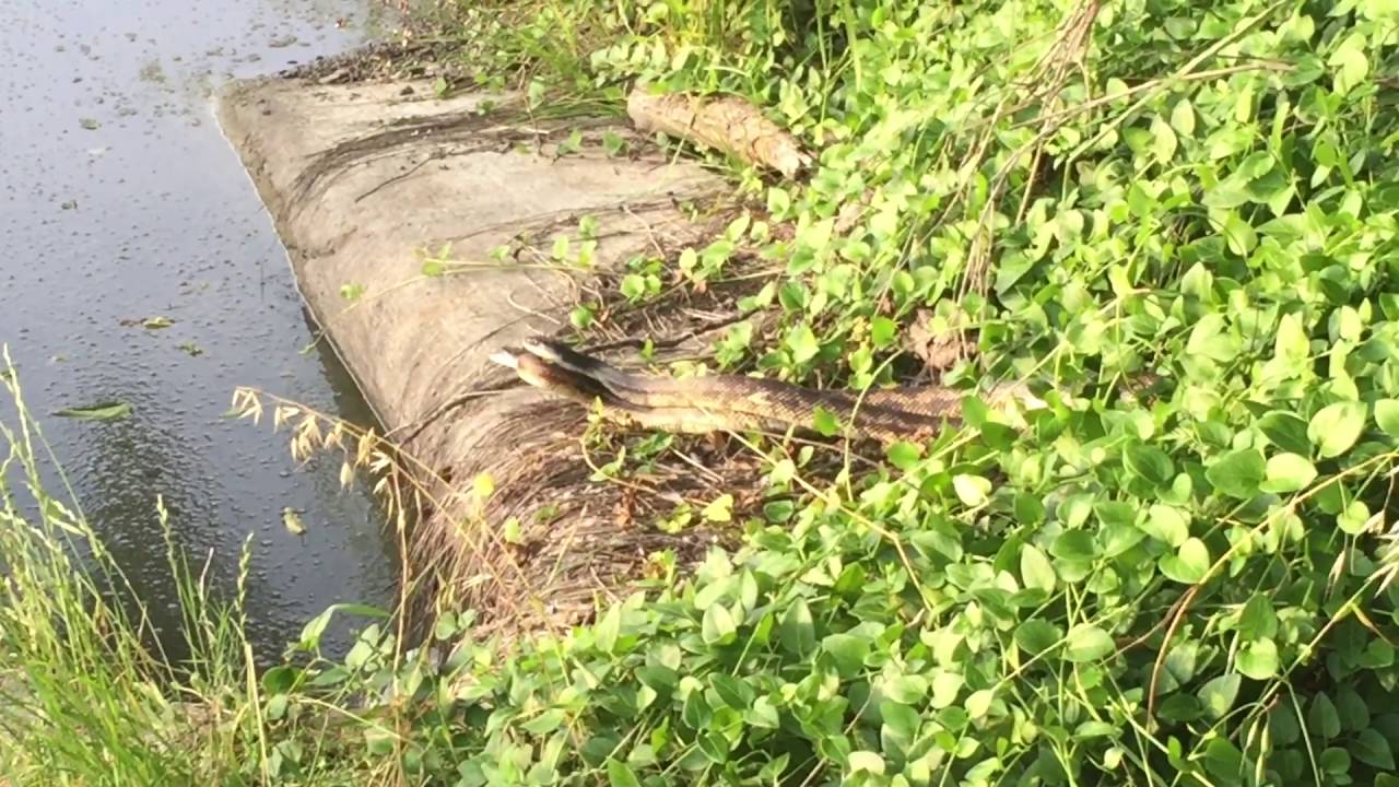 Texas Rat Snakes Mating