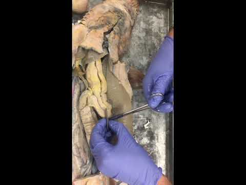 Shark Digestive.Bio.324