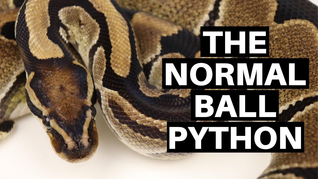Morph Guide #12: The Normal Ball Python - Benjamin's Exotics