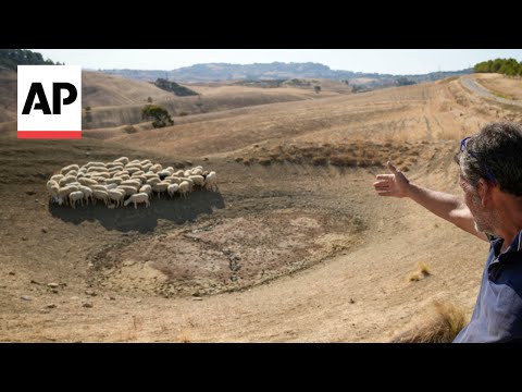 Extended drought parches Sicily, and farmers worry about being forced to sell off animals