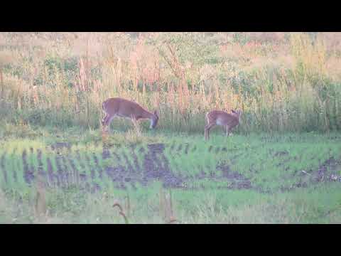 Dancing doe and fawn | Susan Manzke