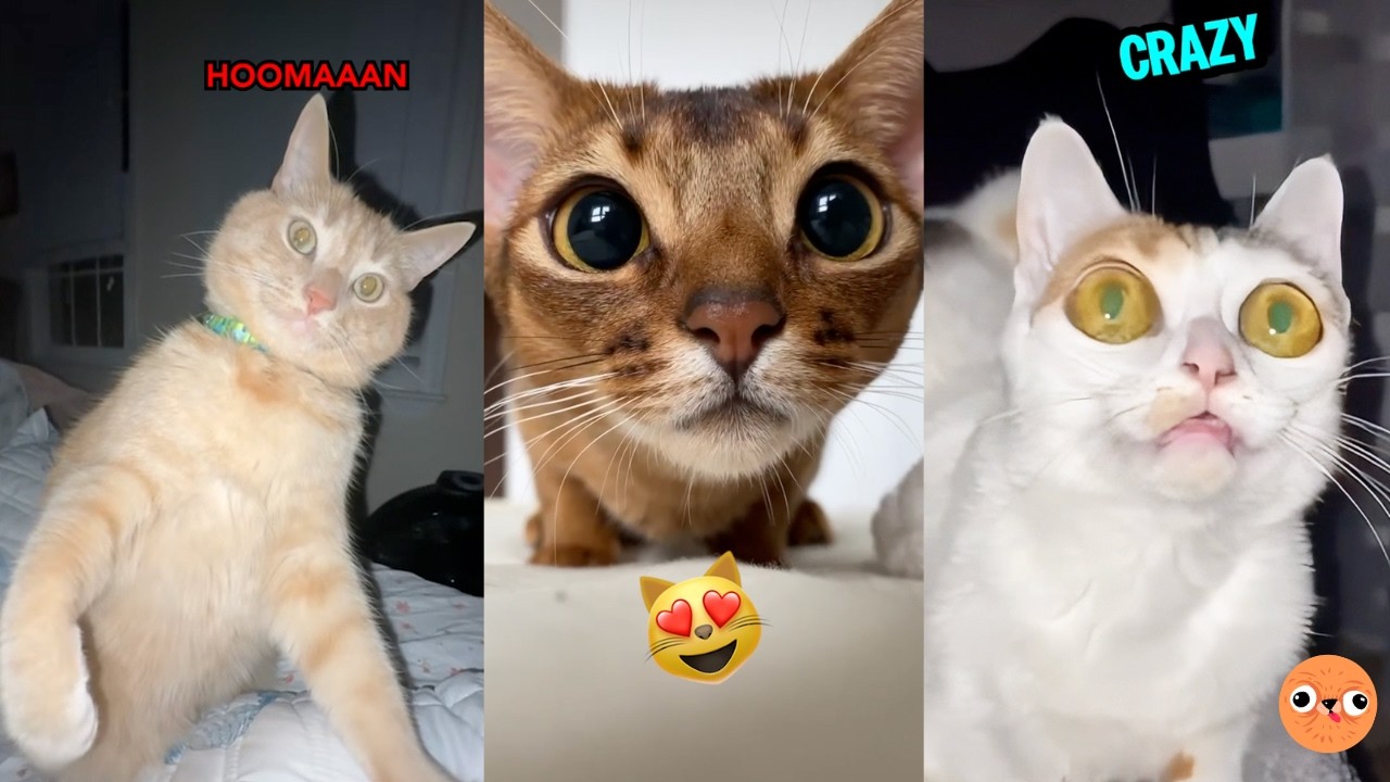 Funniest Singing Cats 😼 Cat Comedy Compilation