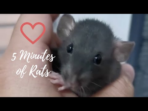 5 minutes of cute pet rat videos to brighten your day