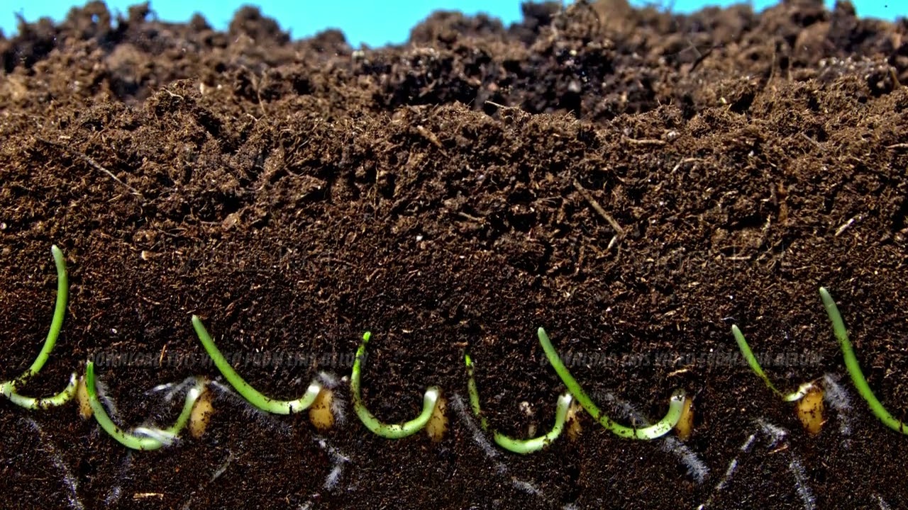 Wheat grains planted in a row are sprouting and growing in timelapse on alpha channel background
