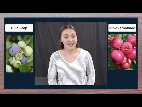 Culinary Quick Bite - Blueberries