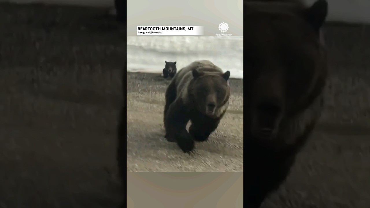 Shocking Encounter: Mama Bear Defends Cubs Against Car