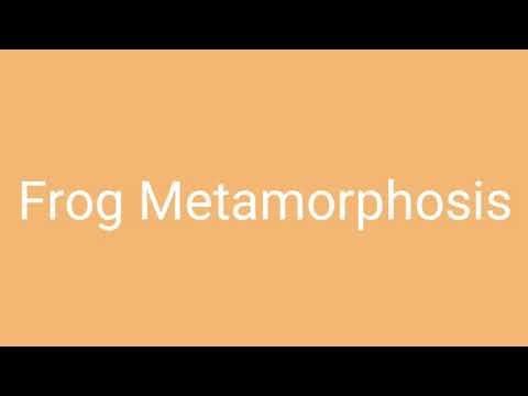 Class 62: Frog development Part 4
