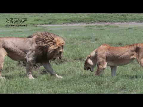 Serengeti Calving season 2019