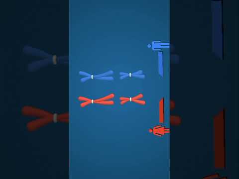 #homologous #chromosomes