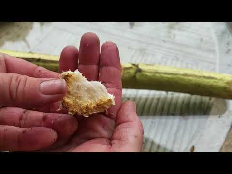 Flour from Sunflower Stalks? WHAT?