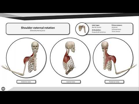 Shoulder external rotation