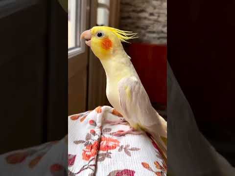 Parrot Singing Song Soo Sweet Sound ✨ #shorts #parrot #short