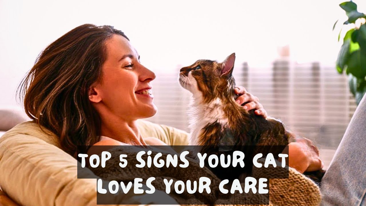 Top 5 Signs Your Cat Loves Your Care: A Guide to Happy Cat Parenting!