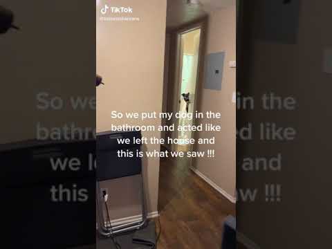 Dog opens door