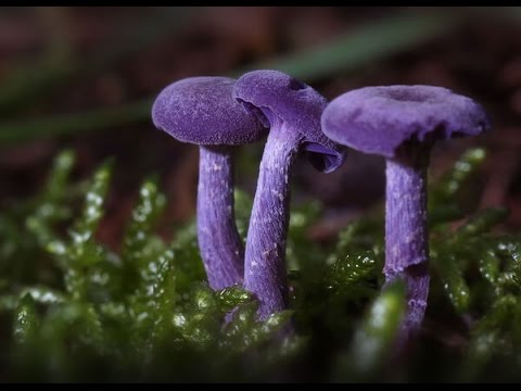 Easily Embarrassed - Lazy Mushroom [Visualization]