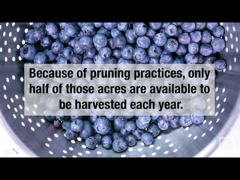 What you need to know about Maine’s blueberry industry