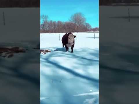 Fastest Cow in the world #shorts