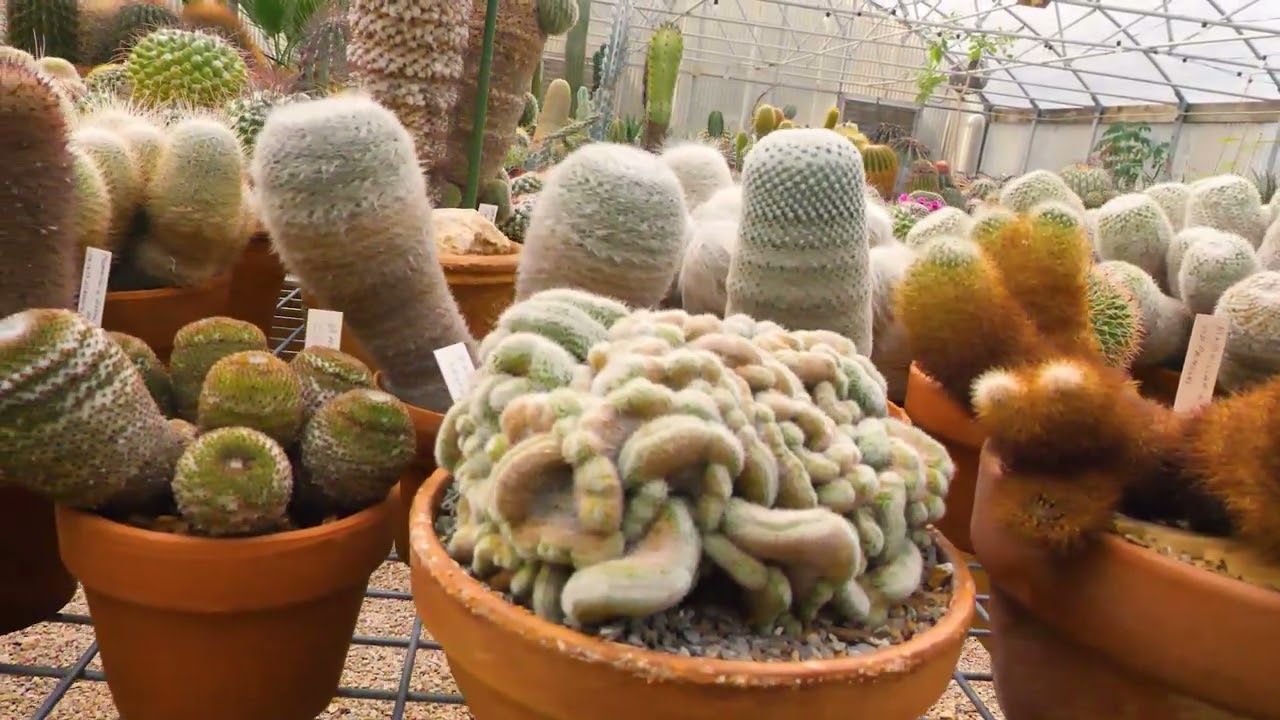 The Best Little Cactus Collection In Texas