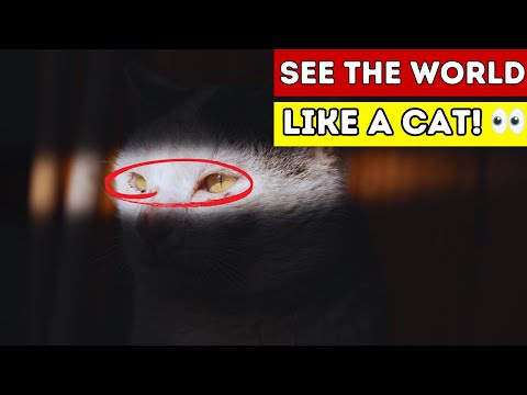 Cat Vision Explained: How Cats See the World Differently!