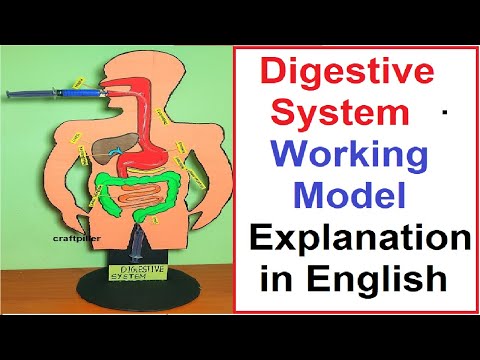 digestive system working model explanation in english for science exhibition - craftpiller