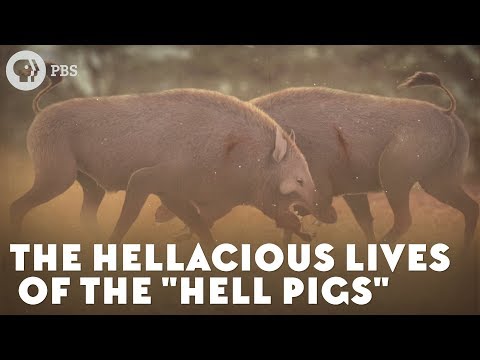 Entelodonts, prehistoric ‘hell pigs’ | Dear Kitty. Some blog