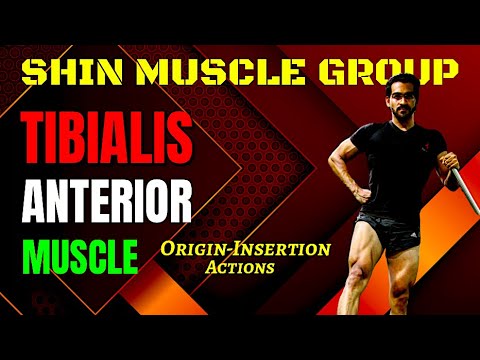 Tibialis Anterior Muscle Origin Insertion Action (तिबिअलिस एंटीरियर ) || Shin Muscle Group