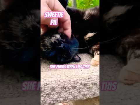 Purrs Say It All๐ Adorable Tortoiseshell Cat #shorts