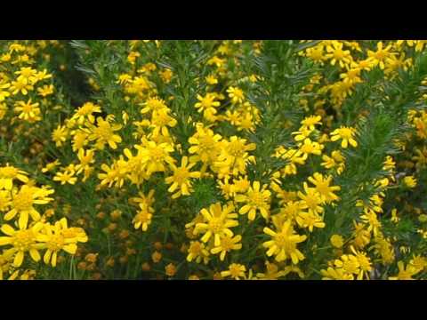 Minimargaritas: Euryops virgineus | Plantas