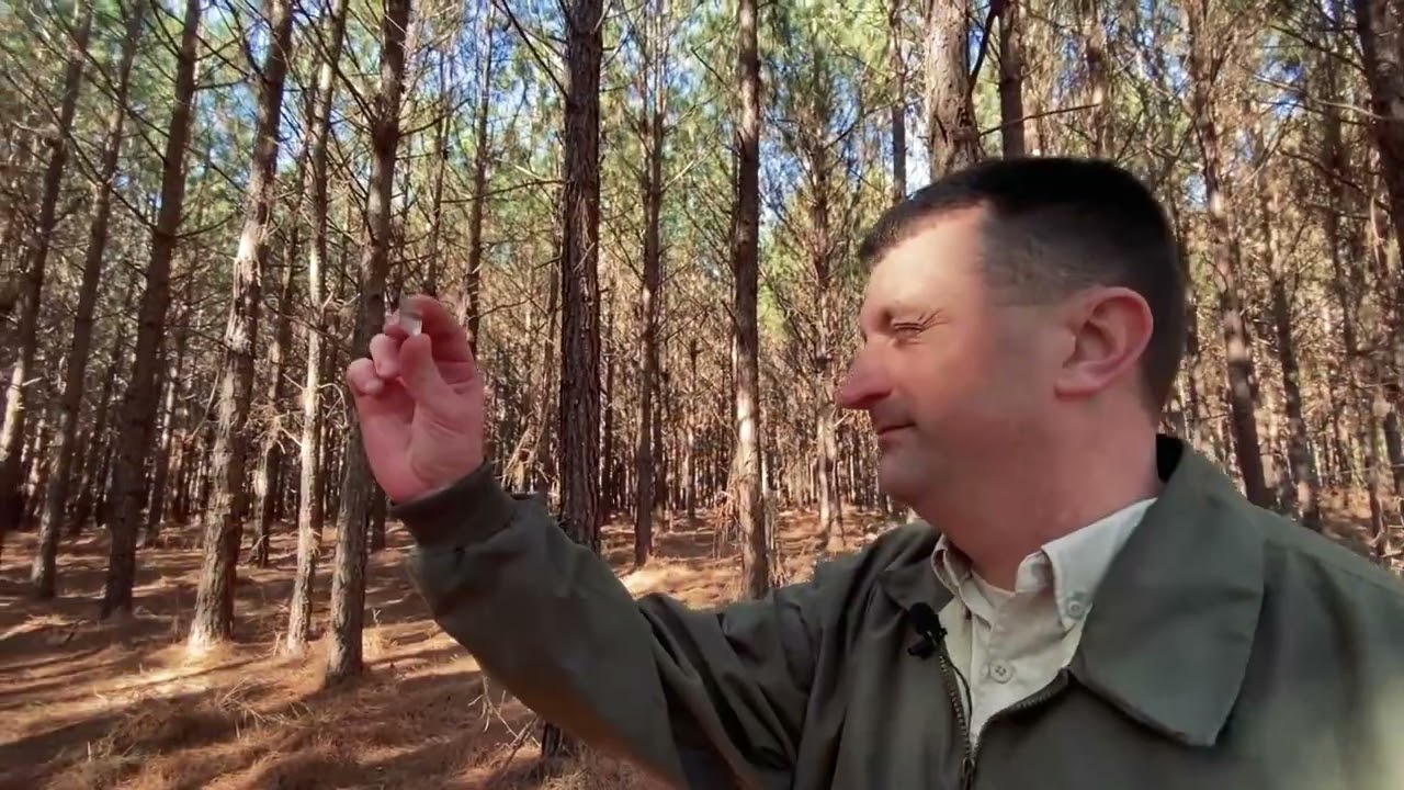 Tree Thinning | Forest Stewardship Virtual Field Day Series